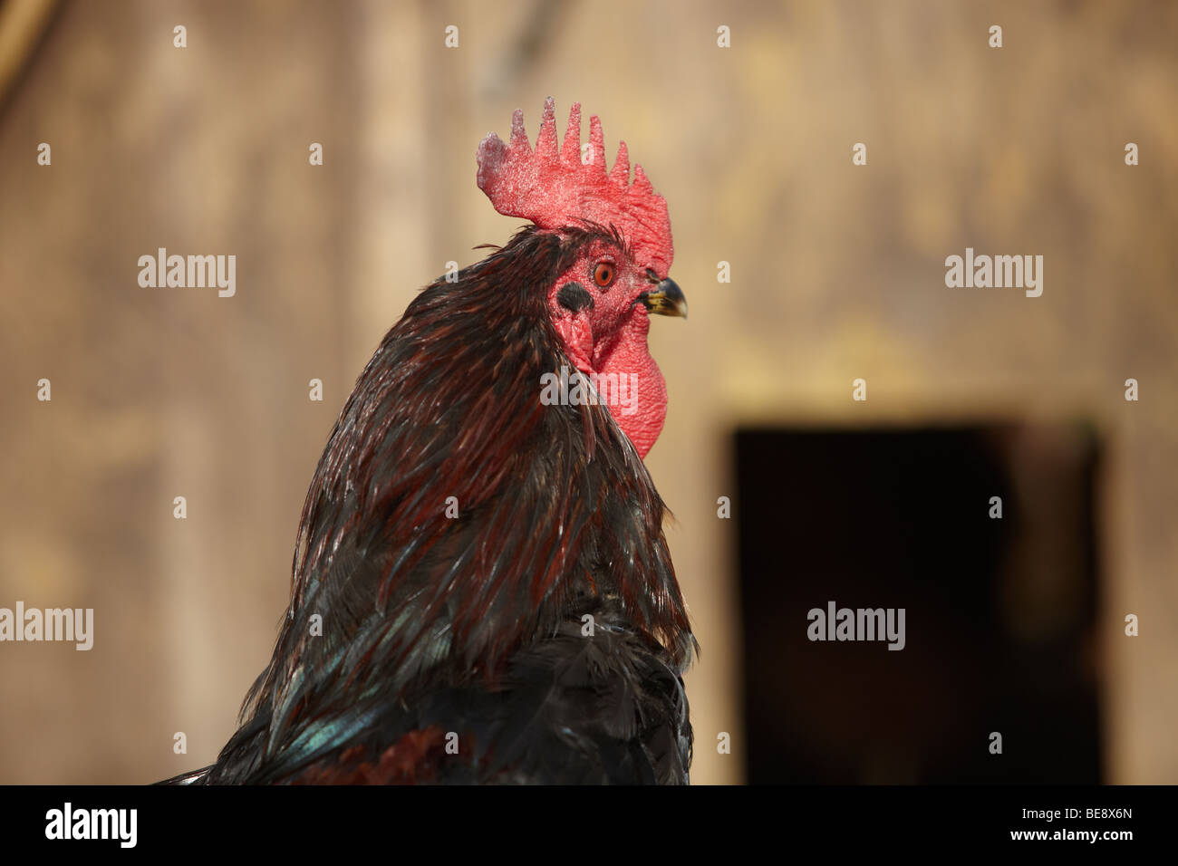 Cockerel free range chickens hi-res stock photography and images - Alamy