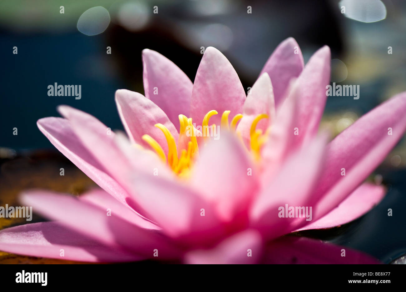 Close-up portrait of a pink waterlily Genus nymphaea Stock Photo - Alamy