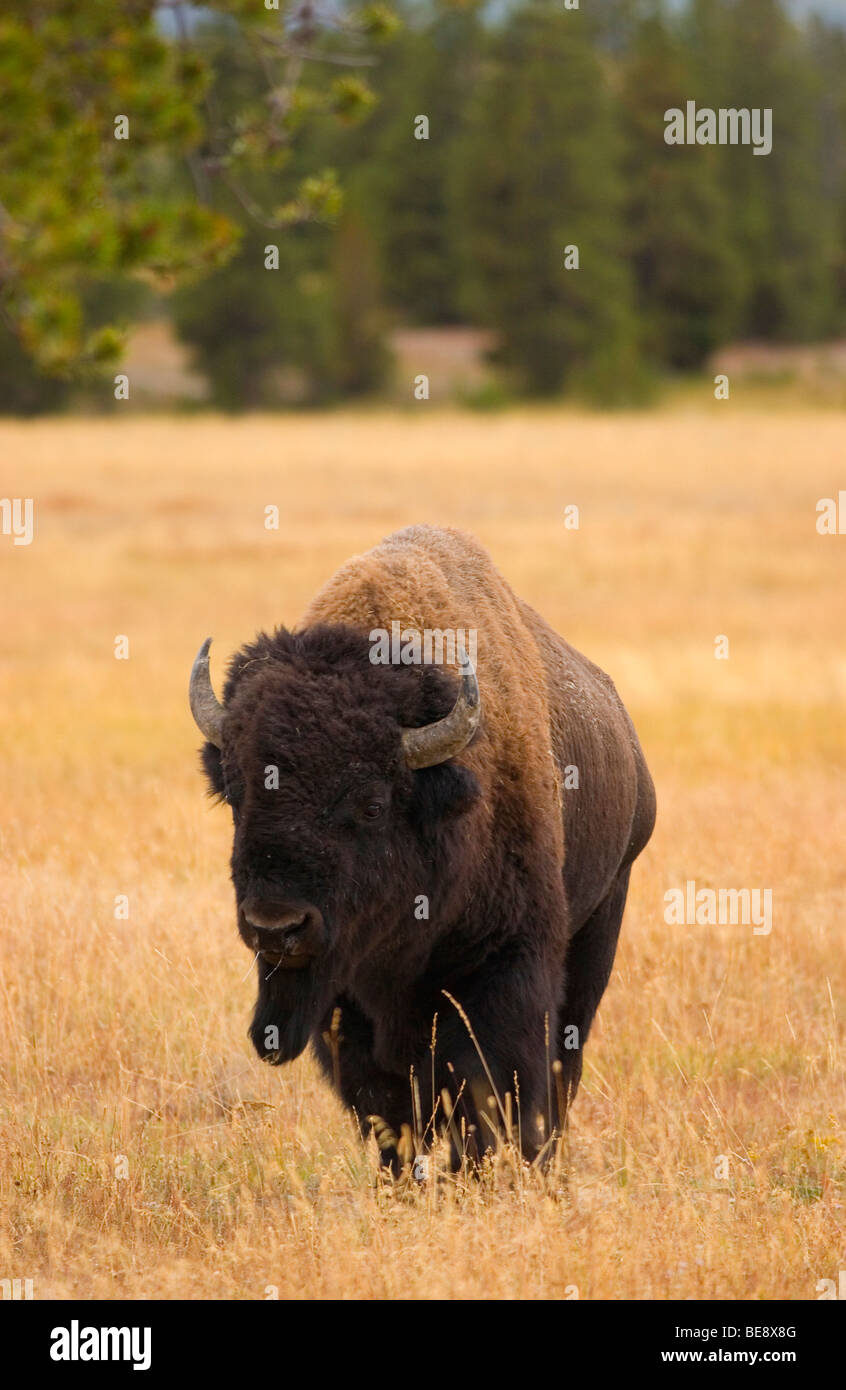 american bison bull; bison stier Stock Photo - Alamy