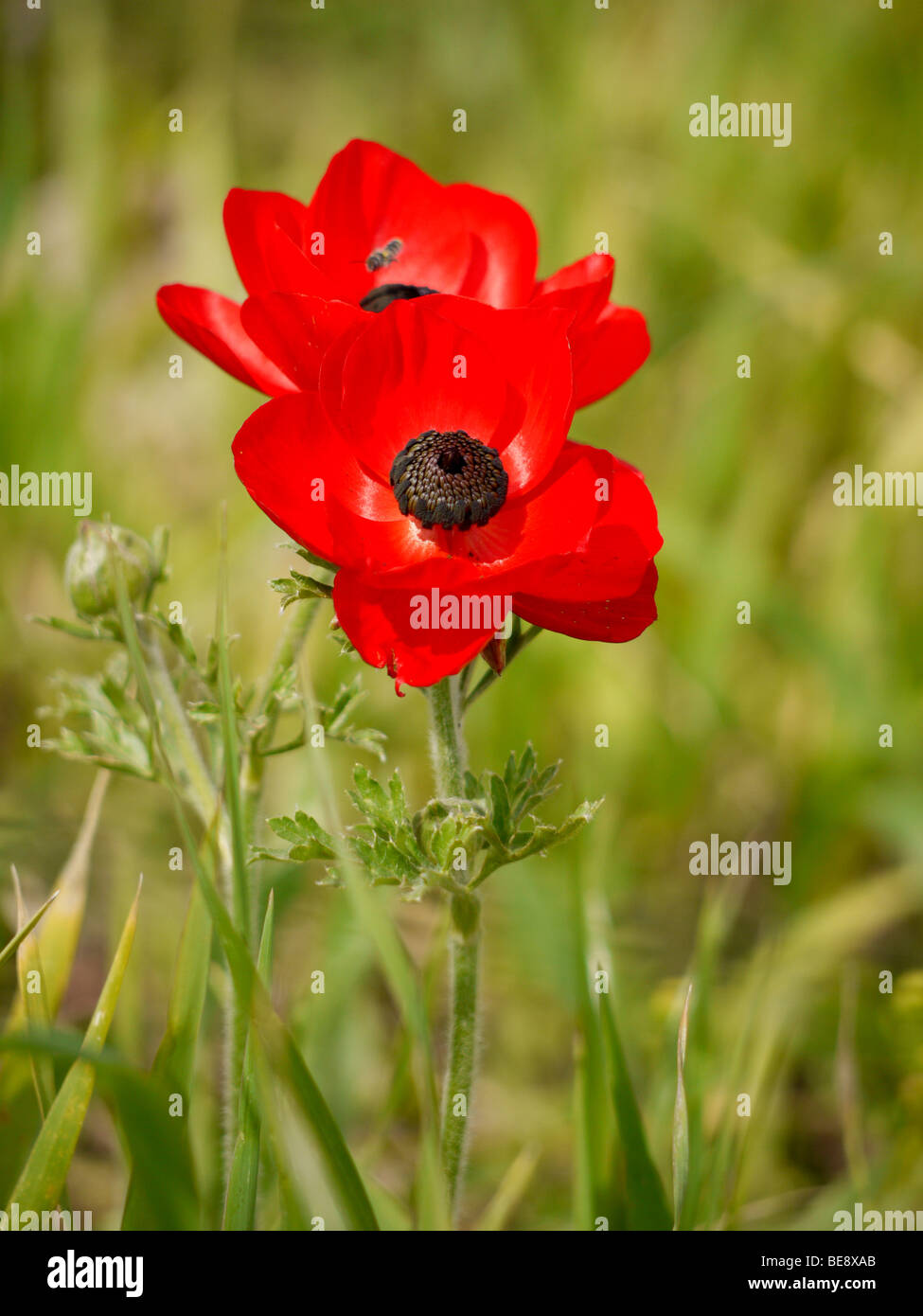 Israel, Golan Heights, Close up of a red poppy anemone or Spanish ...