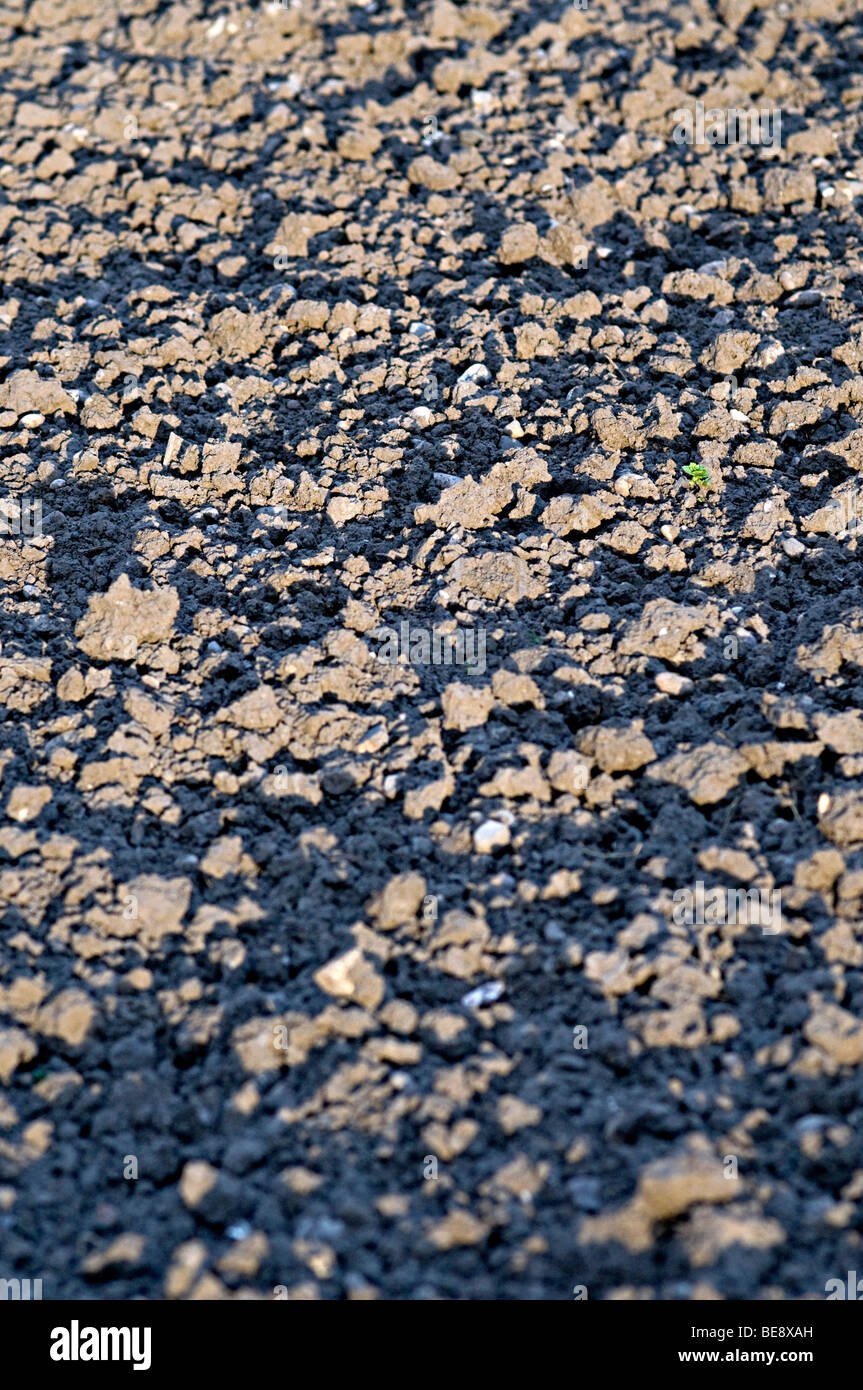 Plant with a clod of earth hi-res stock photography and images - Alamy