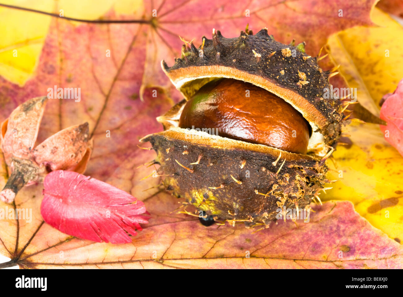 Chestnut leaf pattern hi-res stock photography and images - Alamy