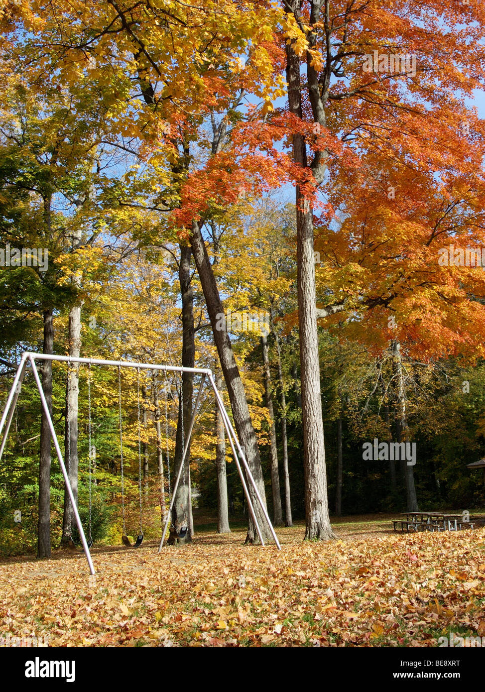 Autumn day at the park. The maple and oak trees are vibrantly colore in ...