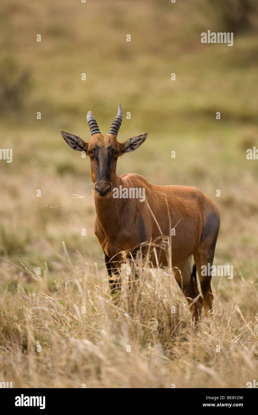 Buck topi hi-res stock photography and images - Alamy