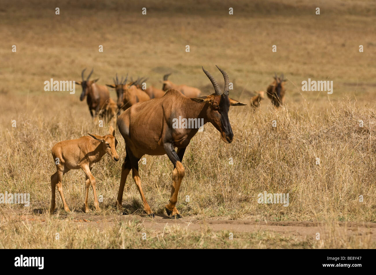 Topi antelope female hi-res stock photography and images - Alamy