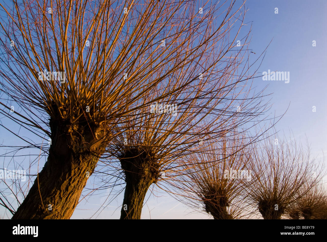 knotwilg tegen blauwe lucht, white willow against blue sky Stock Photo ...