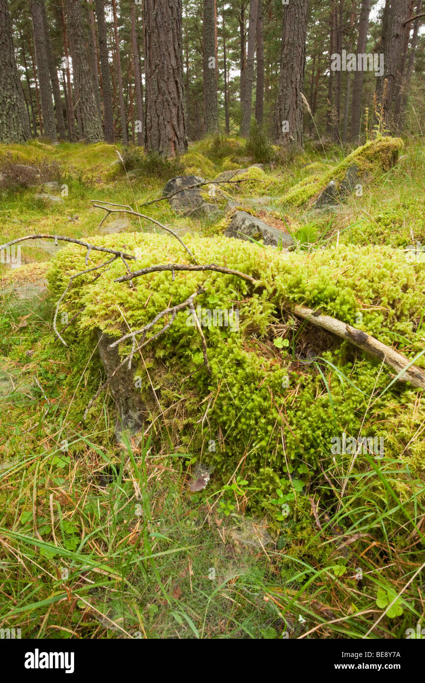 Scottish pine forests hi-res stock photography and images - Alamy