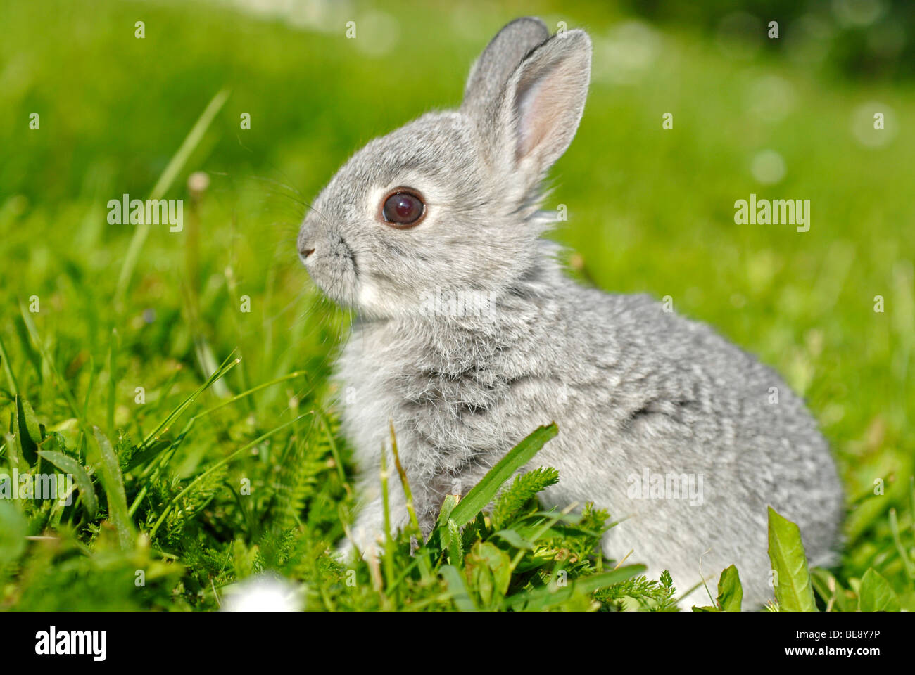 Young Dwarf Rabbit, about 4 weeks old, sitting on the lawn Stock Photo ...