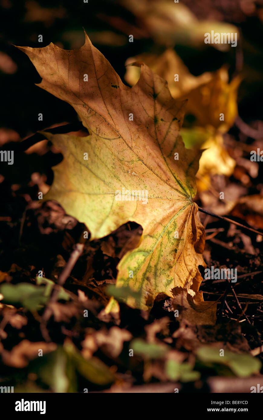 Shadow of maple leaf hi-res stock photography and images - Alamy