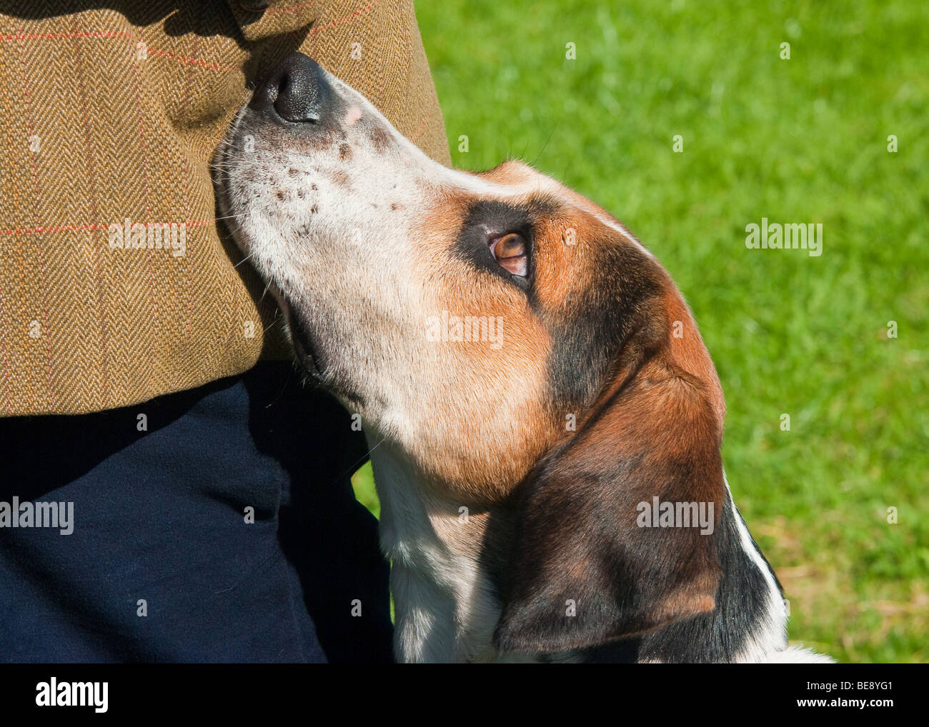 Foxhound dog hi-res stock photography and images - Alamy