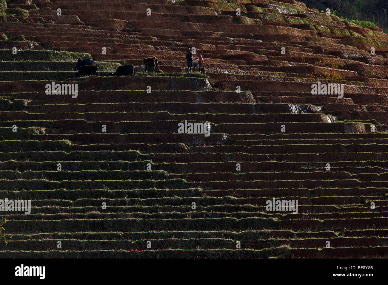 Madagascar rice terrace hi-res stock photography and images - Alamy