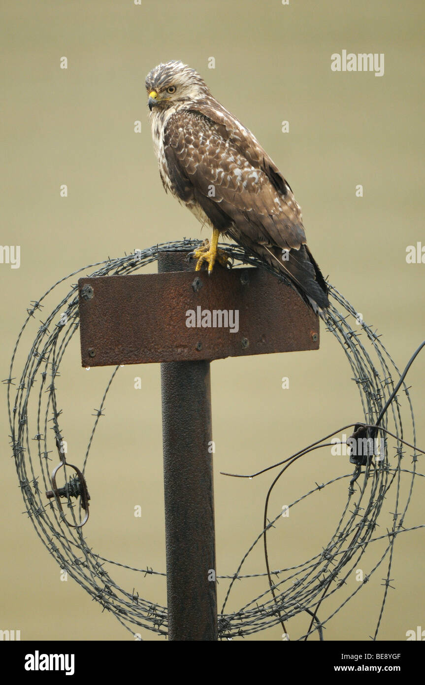 Cultuurelement hi-res stock photography and images - Alamy