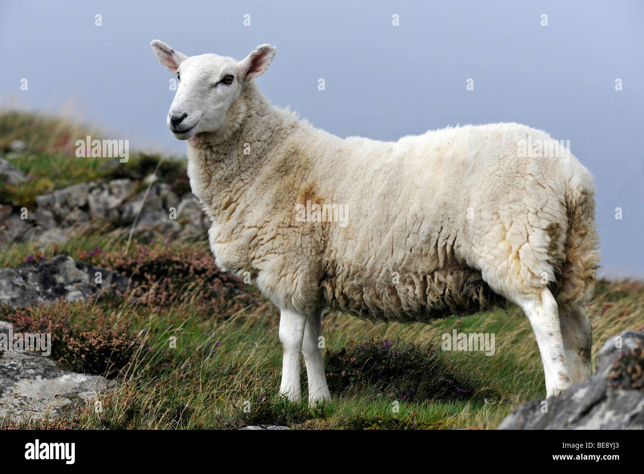 Cheviot sheep hi-res stock photography and images - Alamy