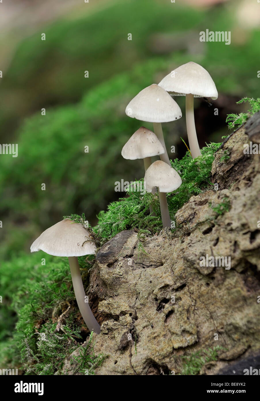 Common Bonnet or Bonnet Mycena Fungi - Mycena galericulata Stock Photo ...
