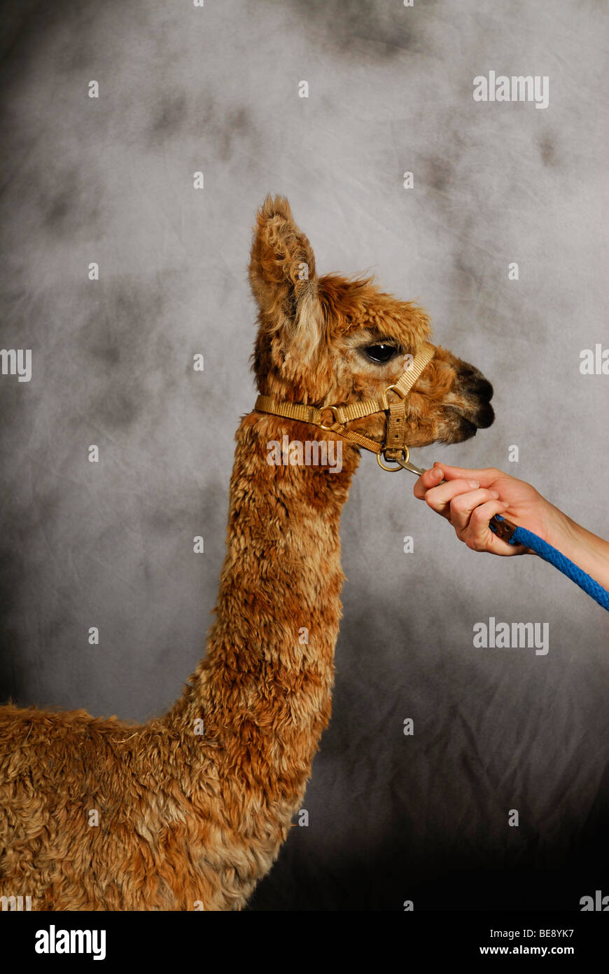 Lead bridle hi-res stock photography and images - Alamy