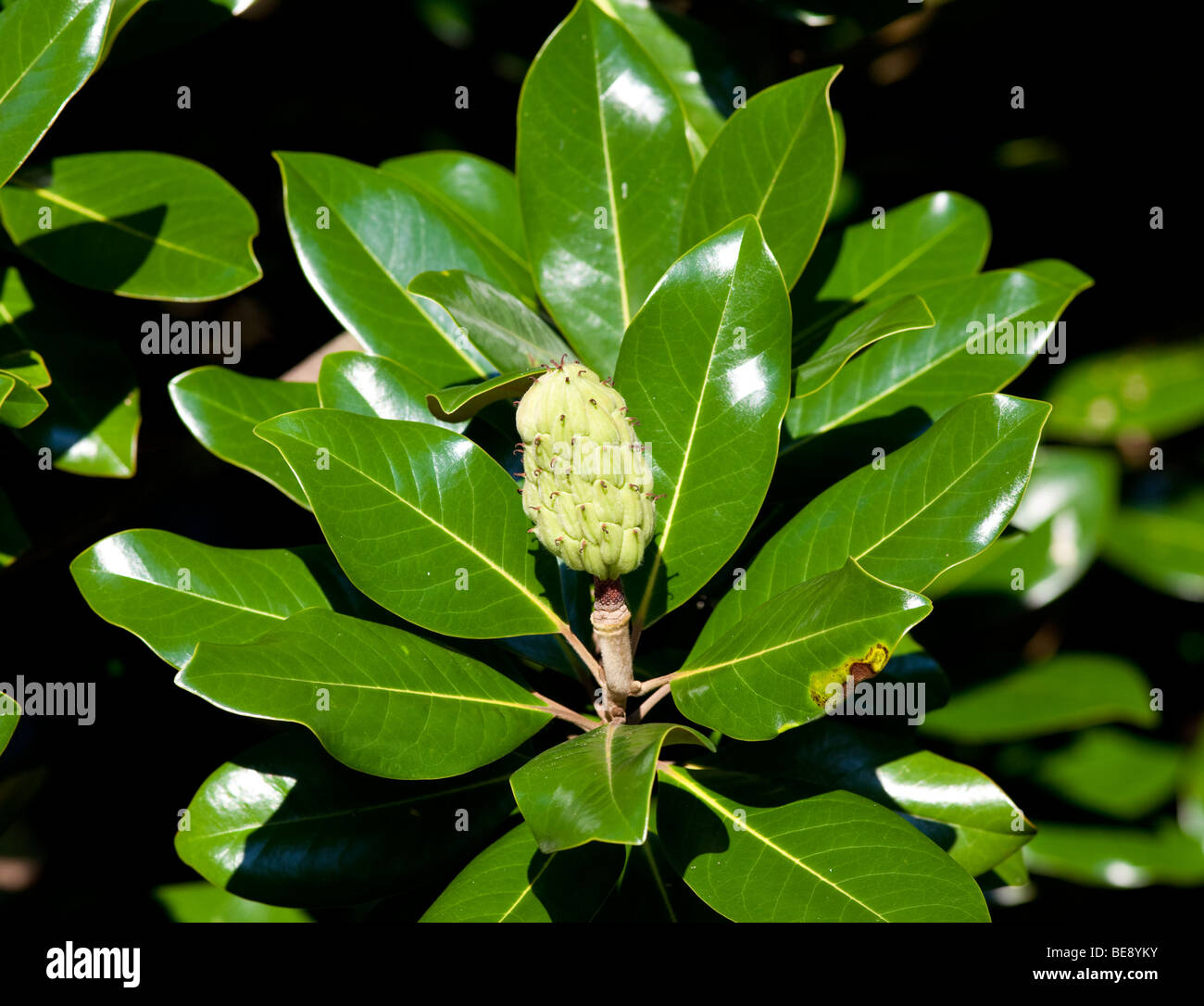 Magnolia fruit cone before it splits. The cone pod is white and the ...
