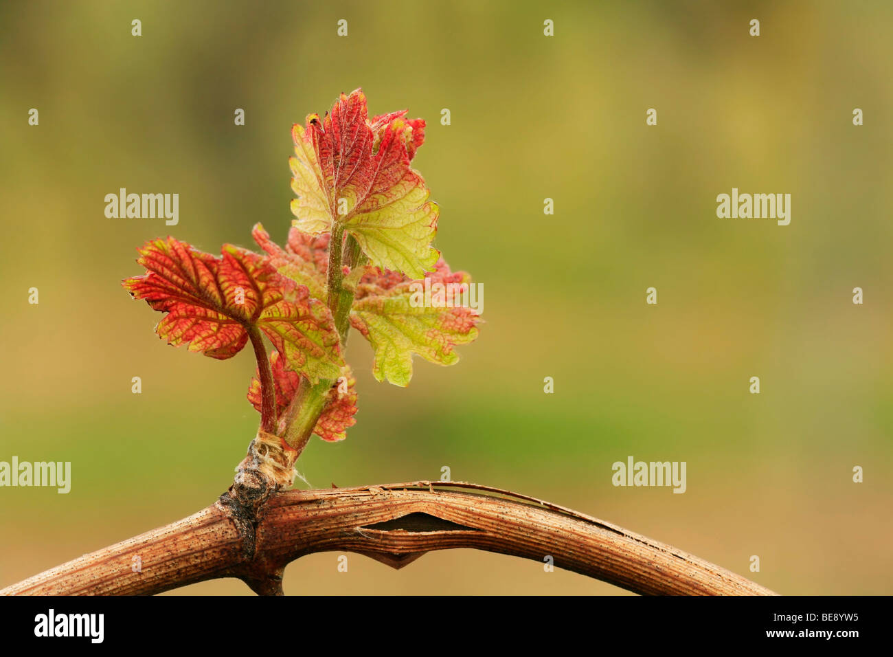 Grape vine young shoot hi-res stock photography and images - Alamy