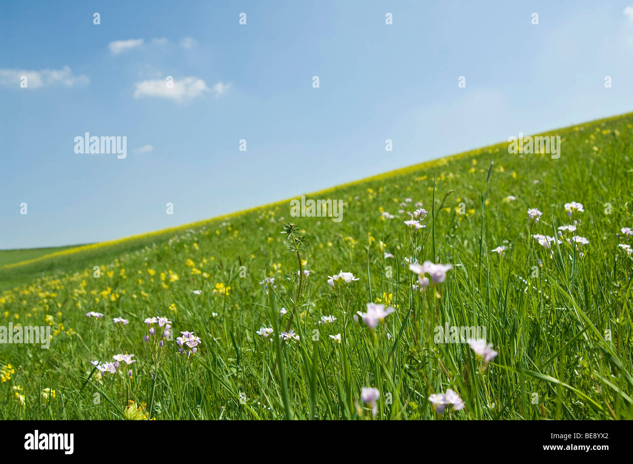 Flower meadow in spring Stock Photo - Alamy