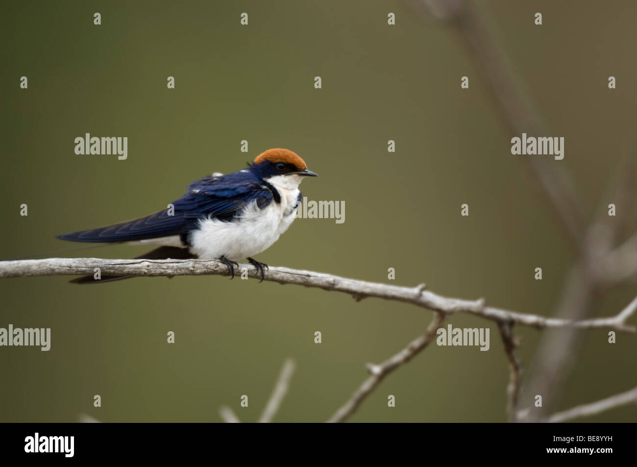 Wire-tailed swallow (Hirundo smithii, Maasai Mara National Reserve ...