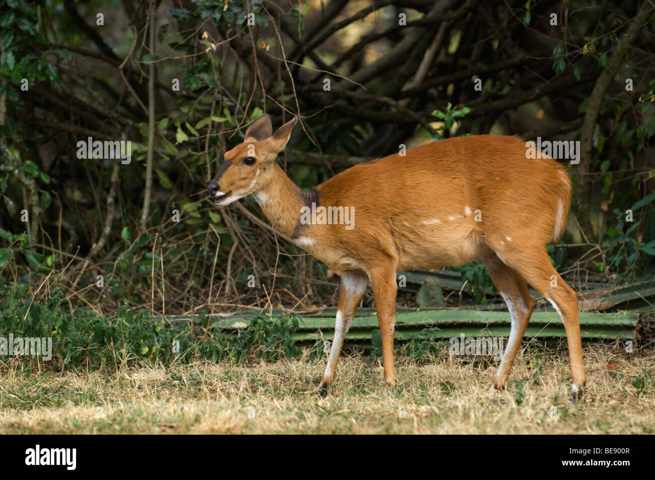 Bushbuck (Tragelaphus scriptus), Maasai Mara National Reserve, Kenya ...