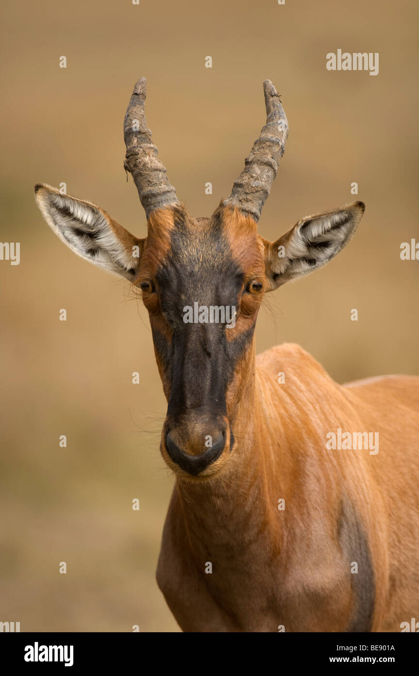 Topi (Damaliscus lunatus jimela), Maasai Mara National Reserve, Kenya ...