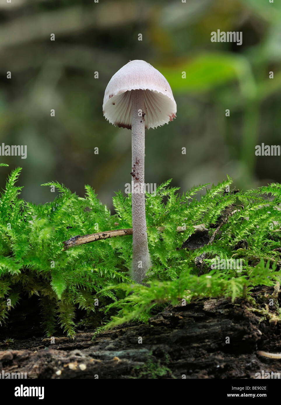 Bleeding Mycena or Burgundydrop Bonnet Fungi - Mycena haematopus Stock ...