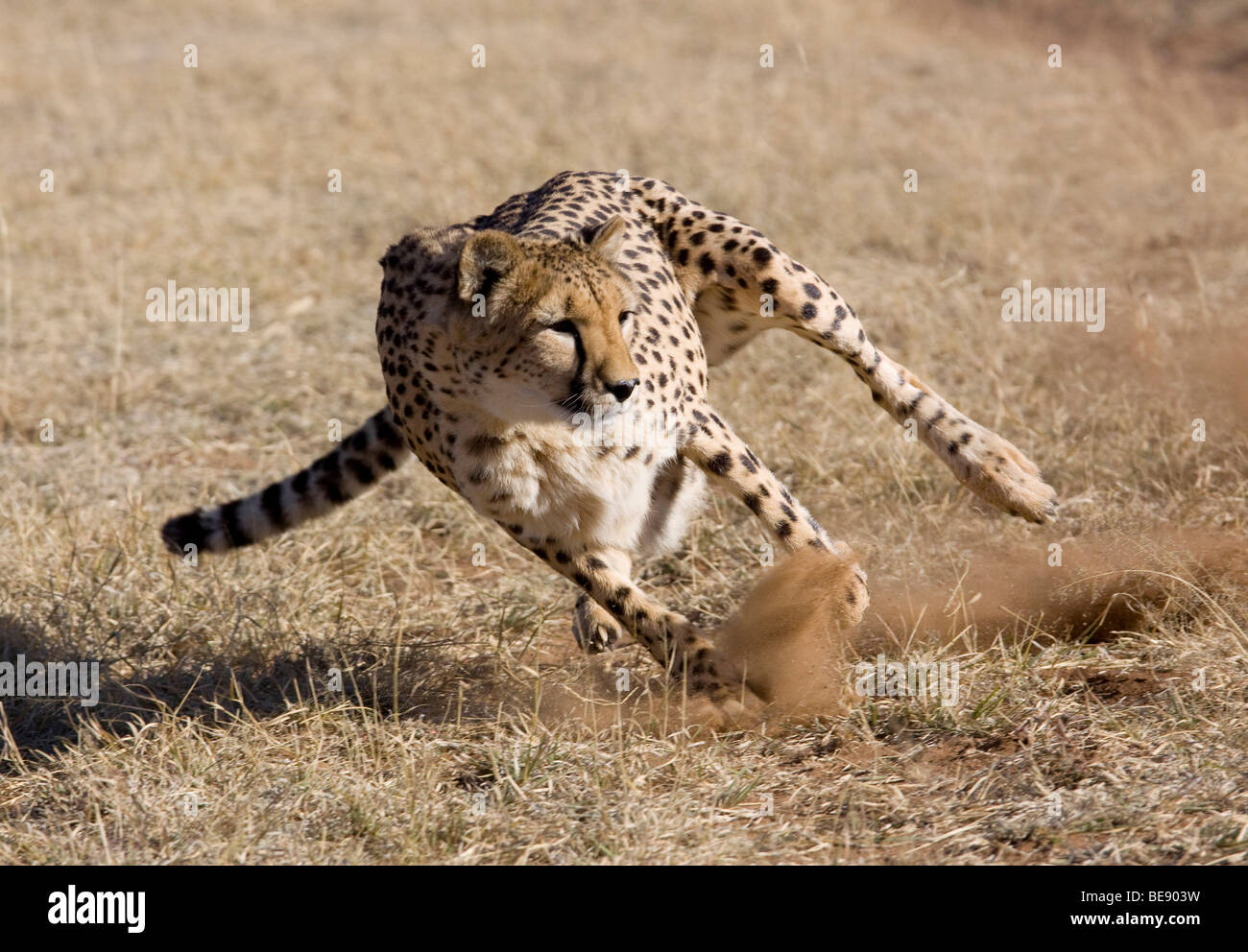 Cheetah (Acinonyx jubatus), training to run, Cheetah Conservation Fund ...