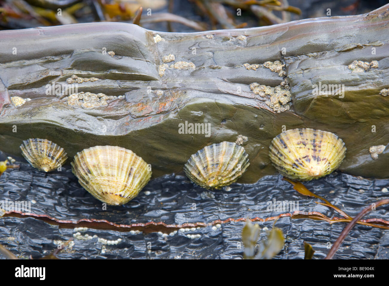 Limpets exposed at high tide at Widemouth Bay in Cornwall Stock Photo ...