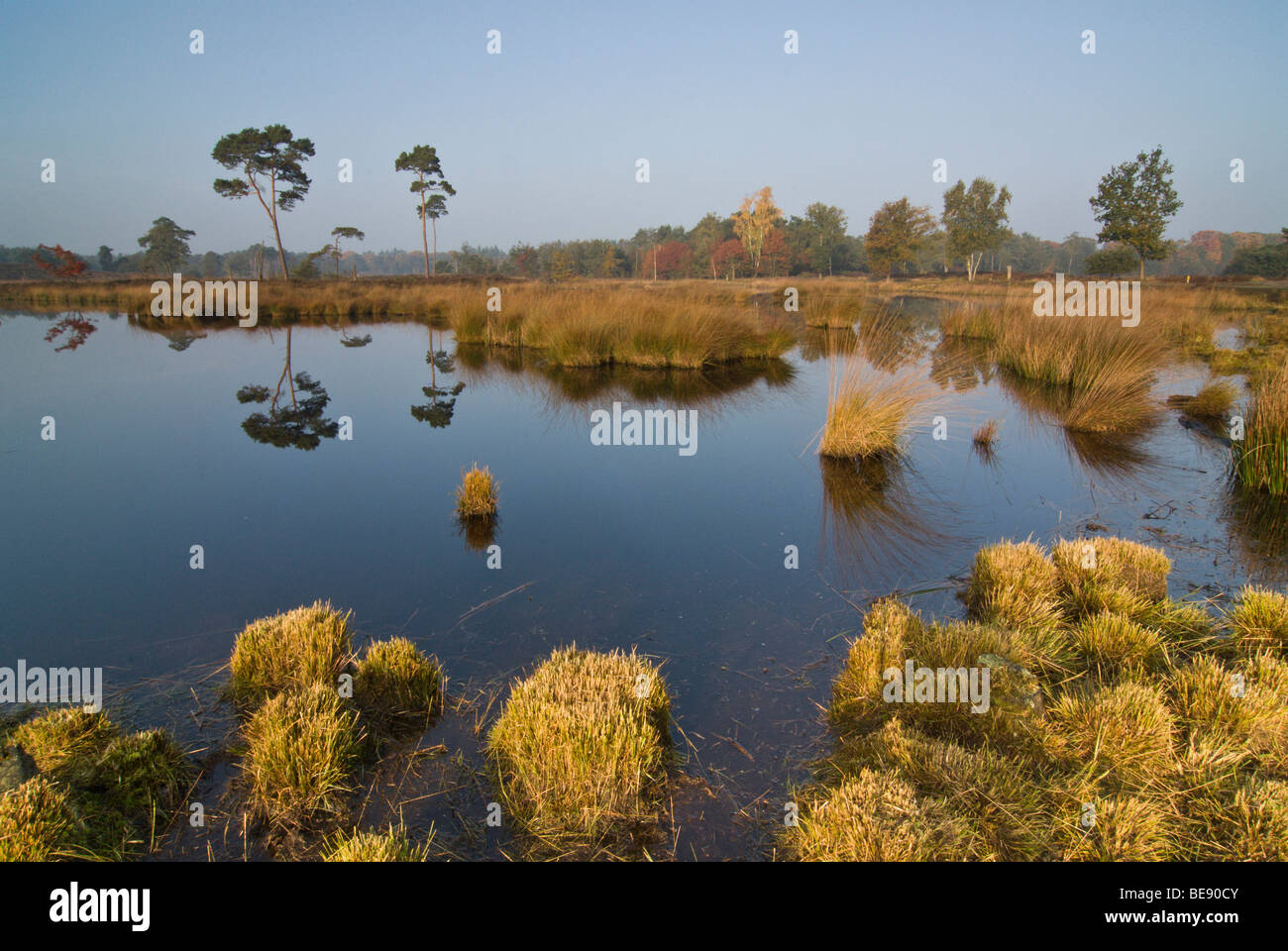 ven met graspollen, fen with grasses Stock Photo - Alamy