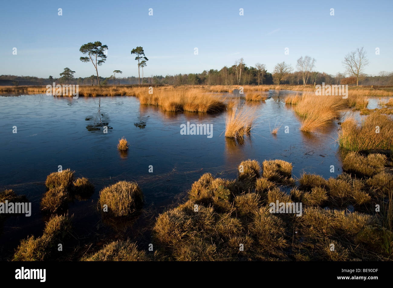 Graspollen hi-res stock photography and images - Alamy
