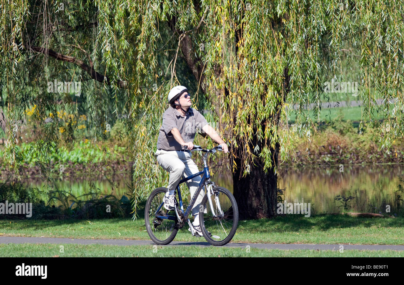 A man riding his bicycle by a large weeping willow tree. He is looking ...