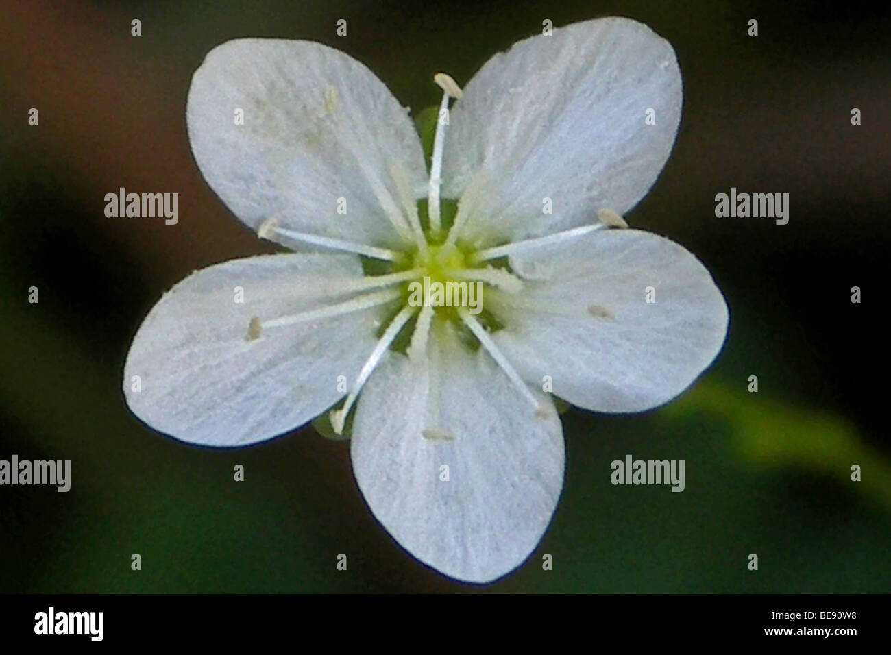 Sierlijke vetmuur hi-res stock photography and images - Alamy