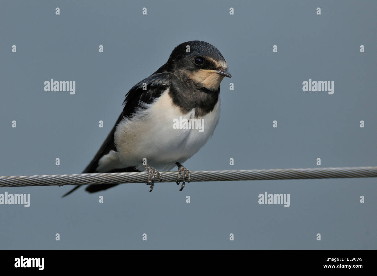 jonge, net uitgevlogen, boerenzwaluw; young barn swallow Stock Photo ...
