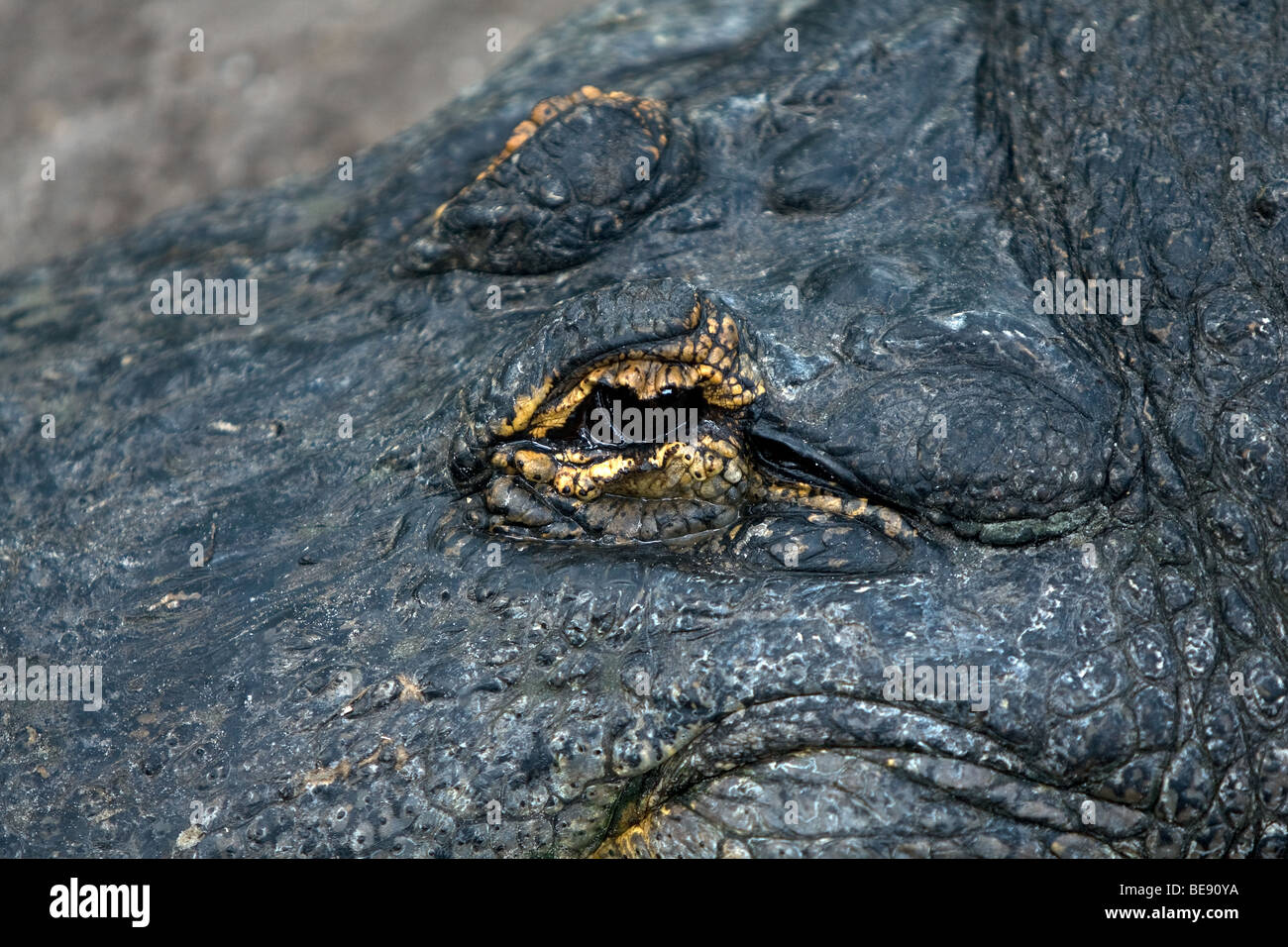 Alligator looking at you hi-res stock photography and images - Alamy