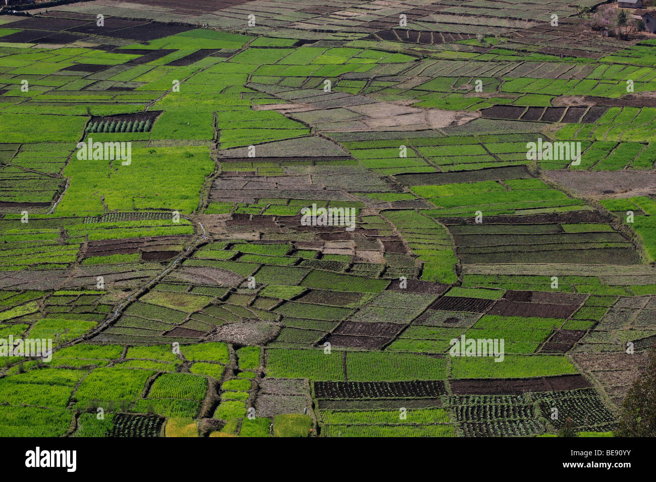 Rice paddies at Antsirabe, central highlands, Madagascar, Africa Stock ...