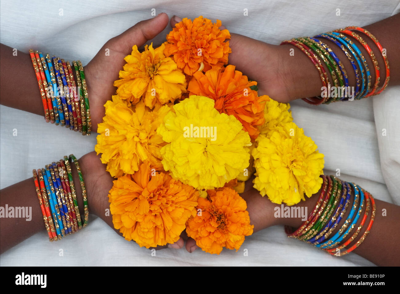 Indian girls hands wearing bangles holding marigold flowers. India ...