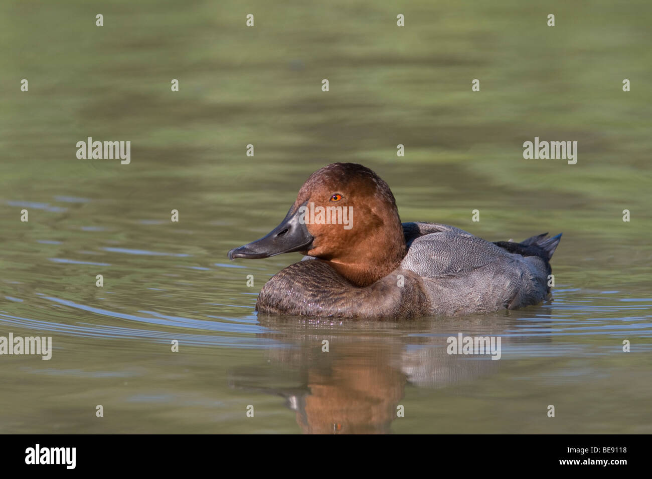 Avifauna vogel hi-res stock photography and images - Alamy