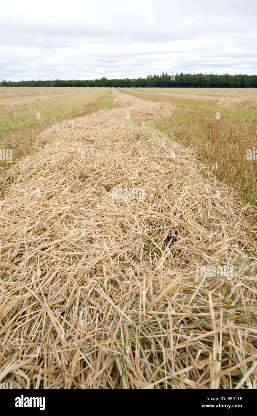 Newly combined barley straw waiting to be baled Stock Photo - Alamy