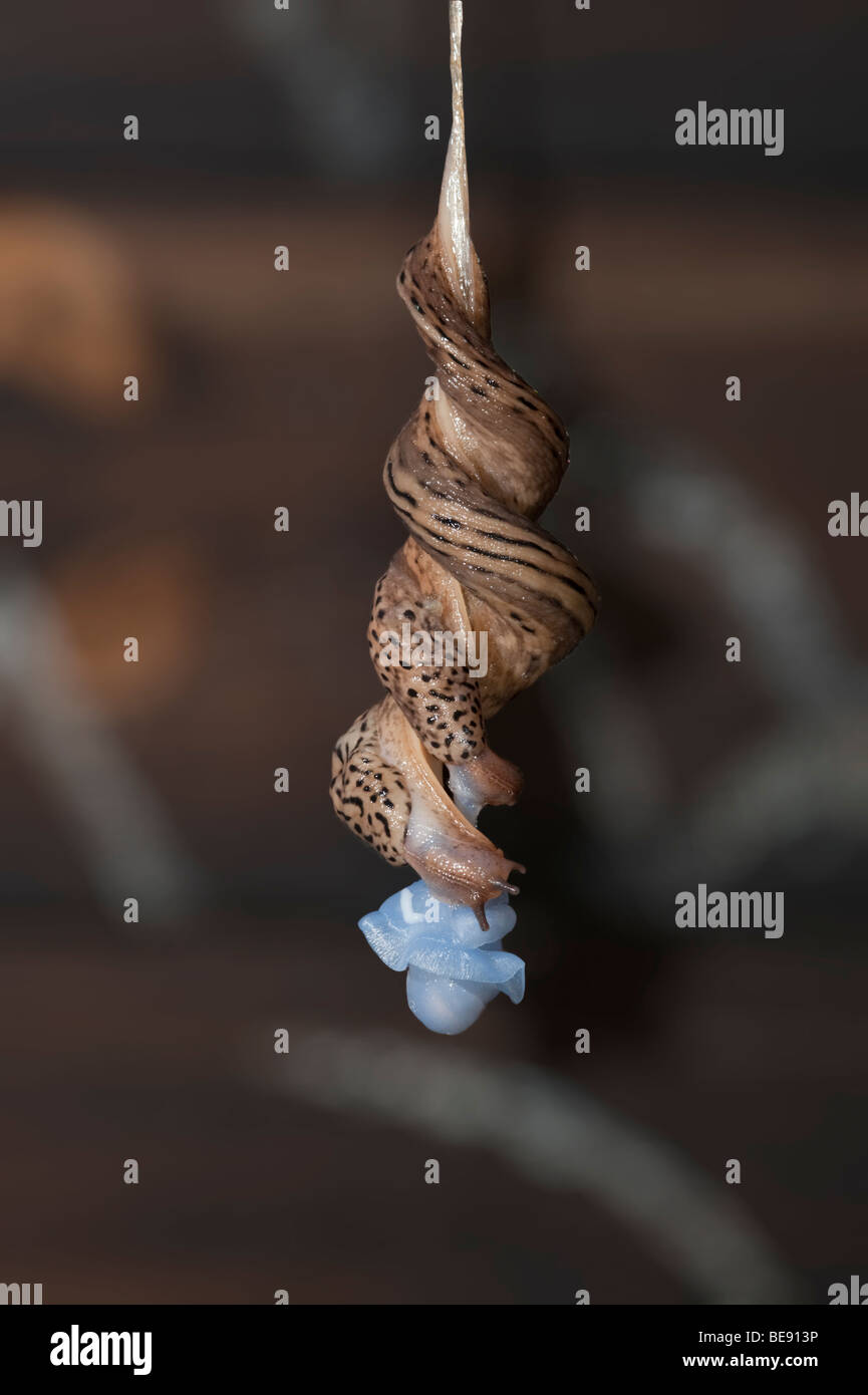Slugs mating hi-res stock photography and images - Alamy