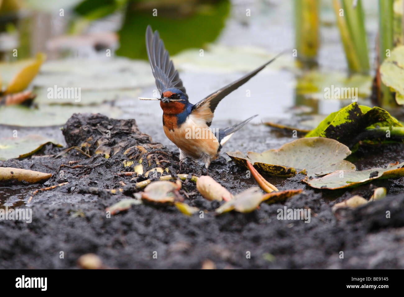 Barn Swallow (Hirundo rustica erythrogaster), taking flight from a mud ...