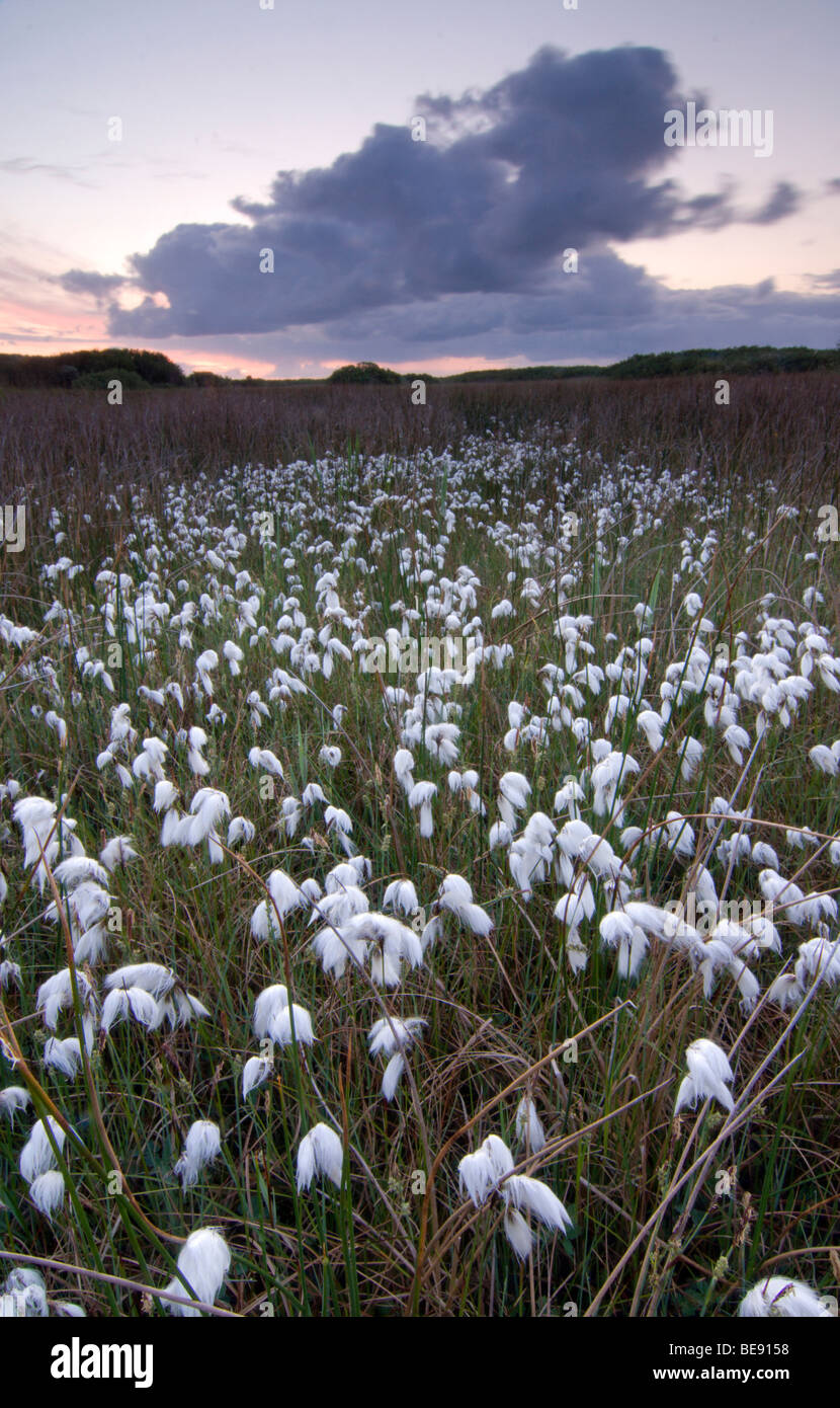 veld breed wollegras, field of broad leafed cottongrass Stock Photo - Alamy