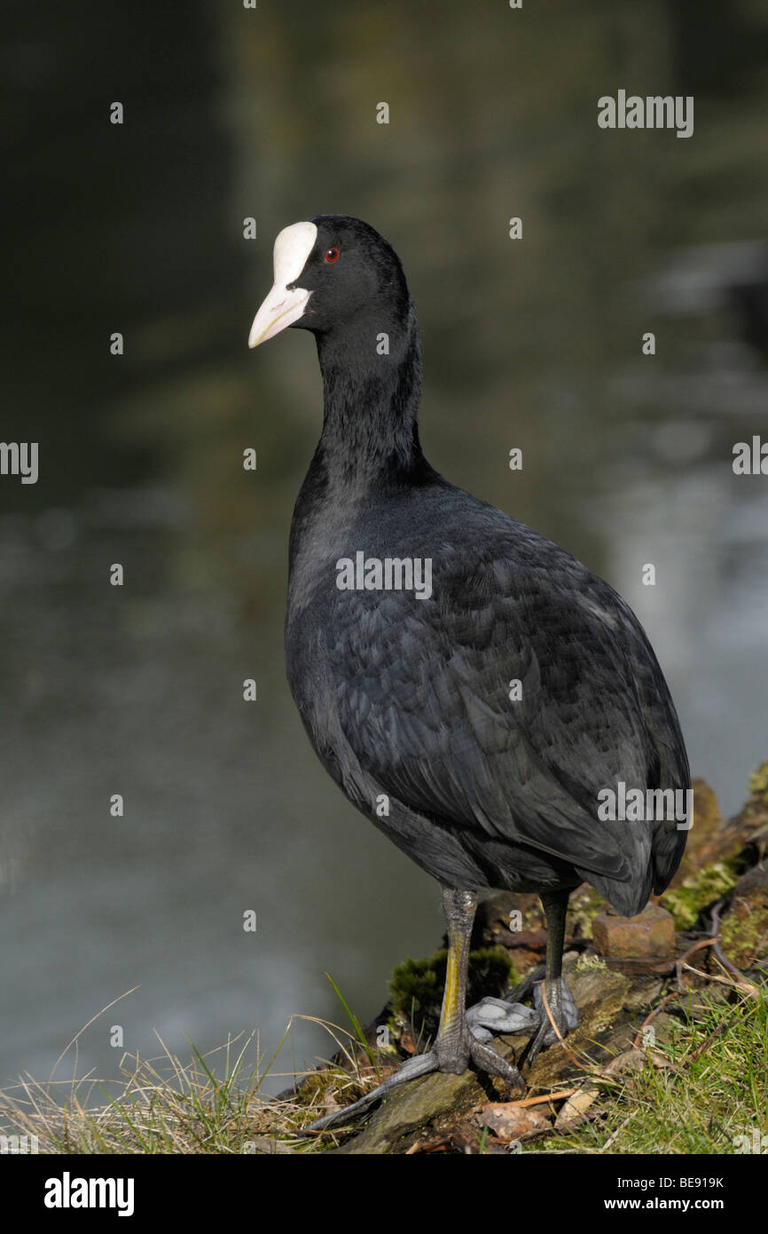 Volwassen man hi-res stock photography and images - Alamy