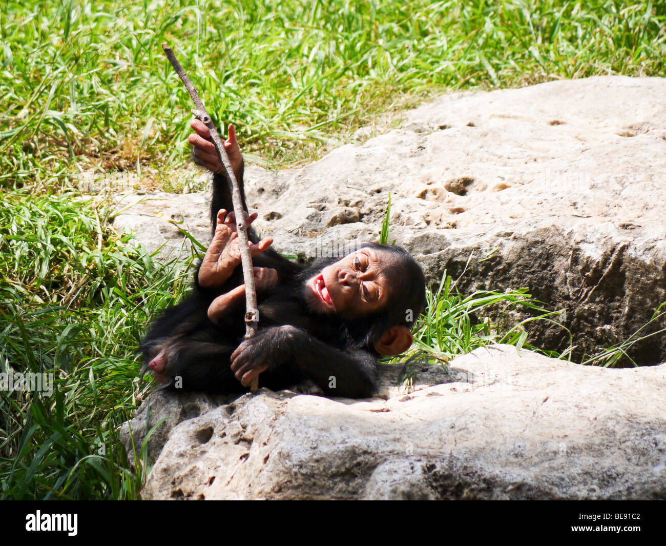 Baby chimpanzee playing hi-res stock photography and images - Alamy