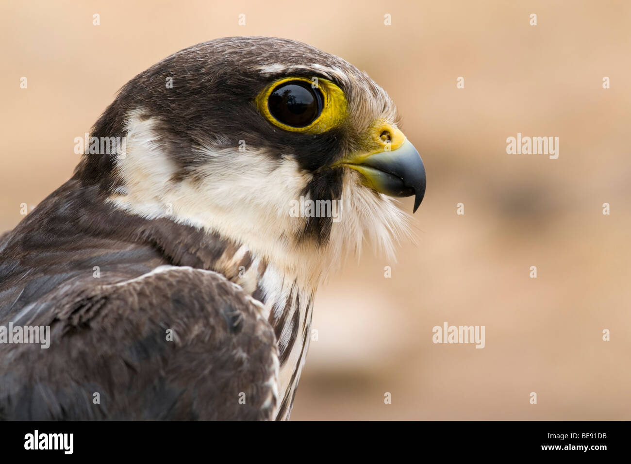 Juvenile eurasian hobby falco subbuteo hi-res stock photography and ...