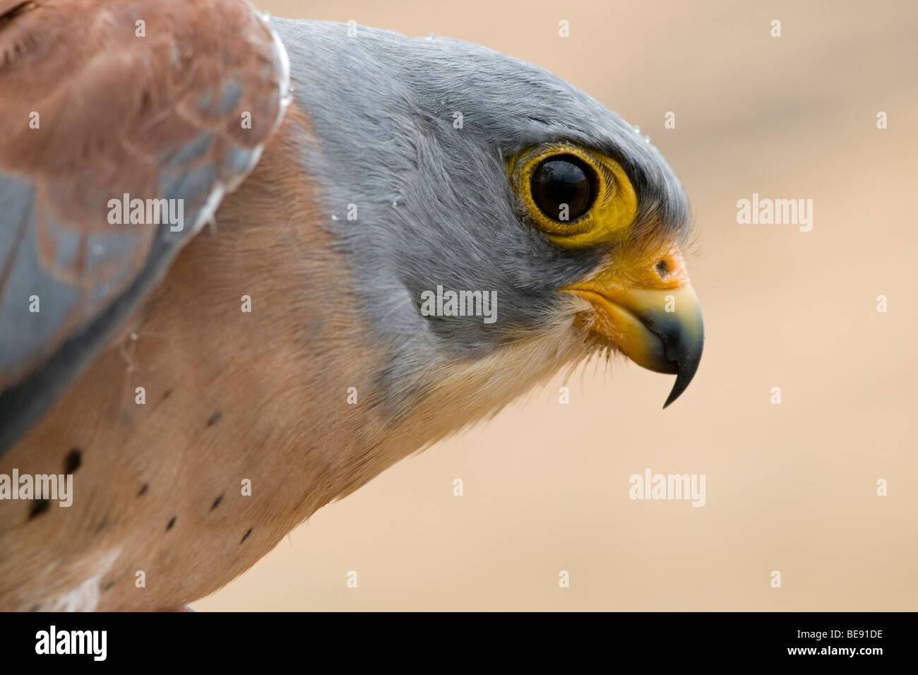 portrait of a male Lesser Kestrel Stock Photo - Alamy