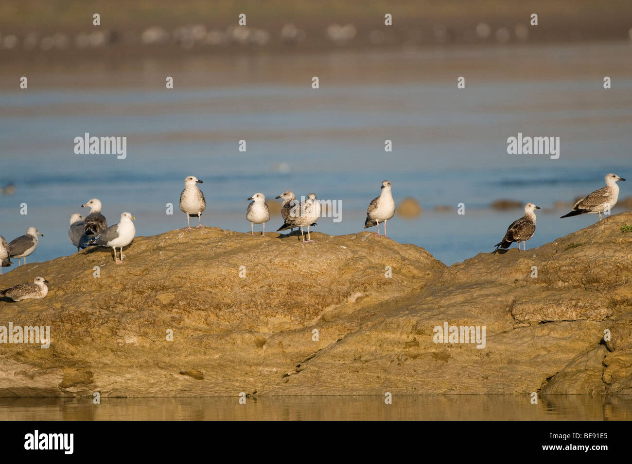 Pontische Meeuwen in de ochtendzon; Caspian Gulls in the morning sun ...