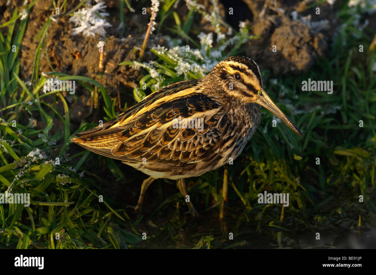 Jack snipe bird hi-res stock photography and images - Alamy