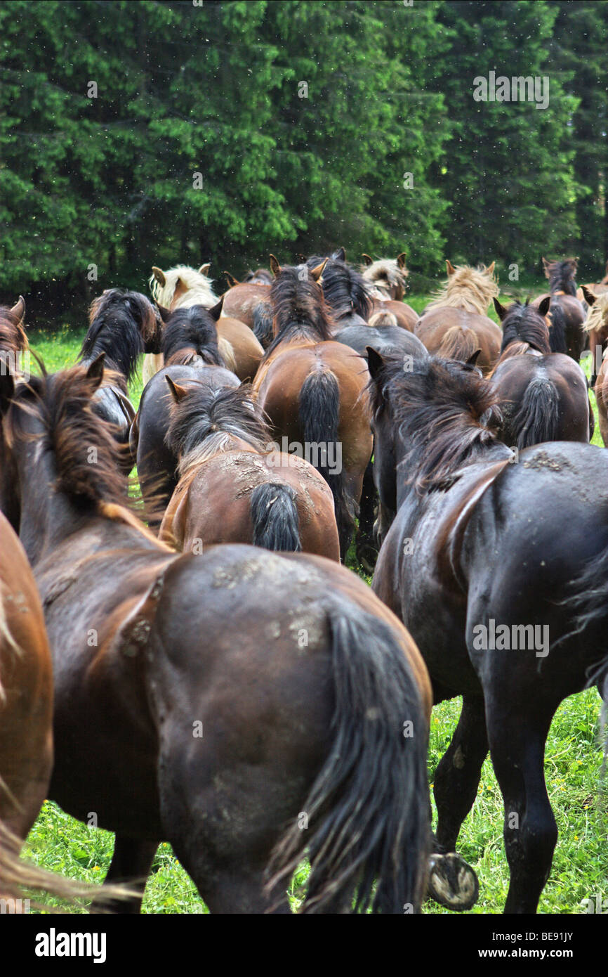 Horses in Muranska planina. Slovakia Stock Photo - Alamy