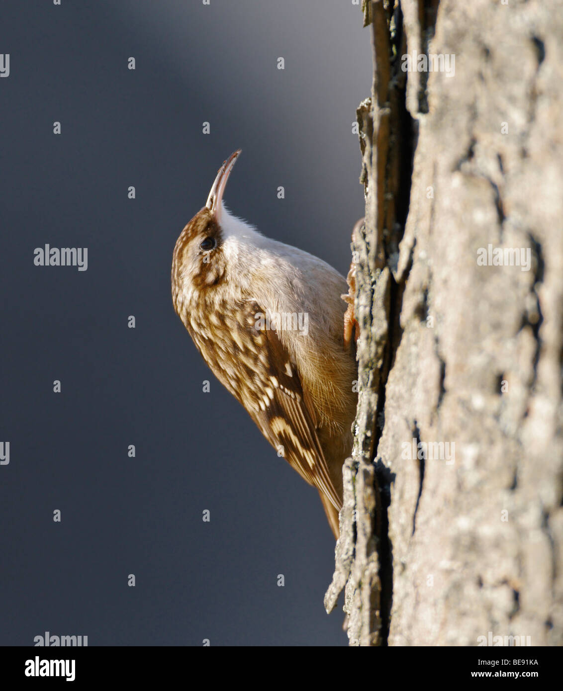 Boomkruiper; Short-toed Treecreeper; Certhia brachydactyla Stock Photo ...
