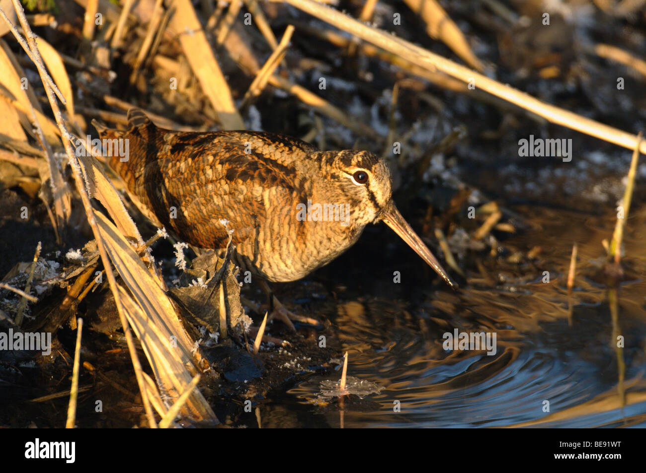 Scolopax rusticola hi-res stock photography and images - Alamy